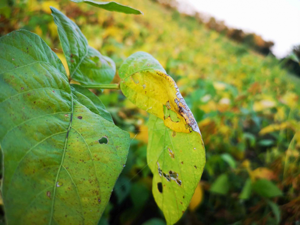 Diseases in soy production - ProTerra Foundation