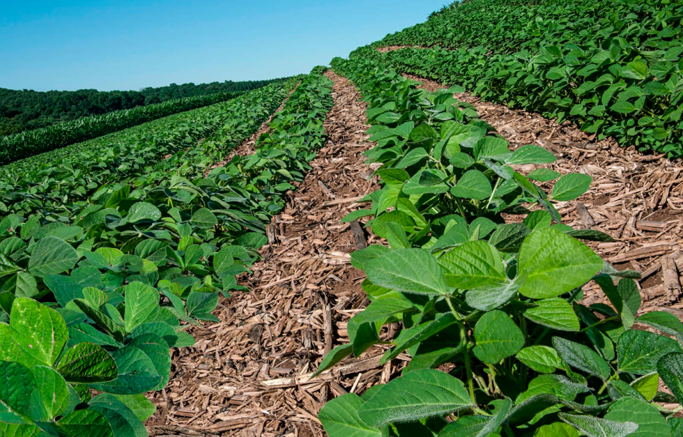 The importance of soy in crop rotation - ProTerra Foundation
